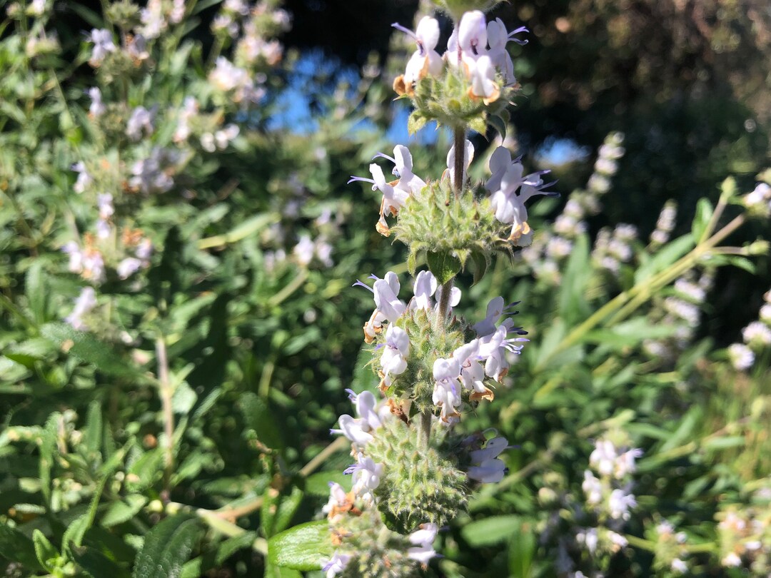 1 Starter Plant of Black Sage Salvia Mellifera - Smell Heavenly - Etsy