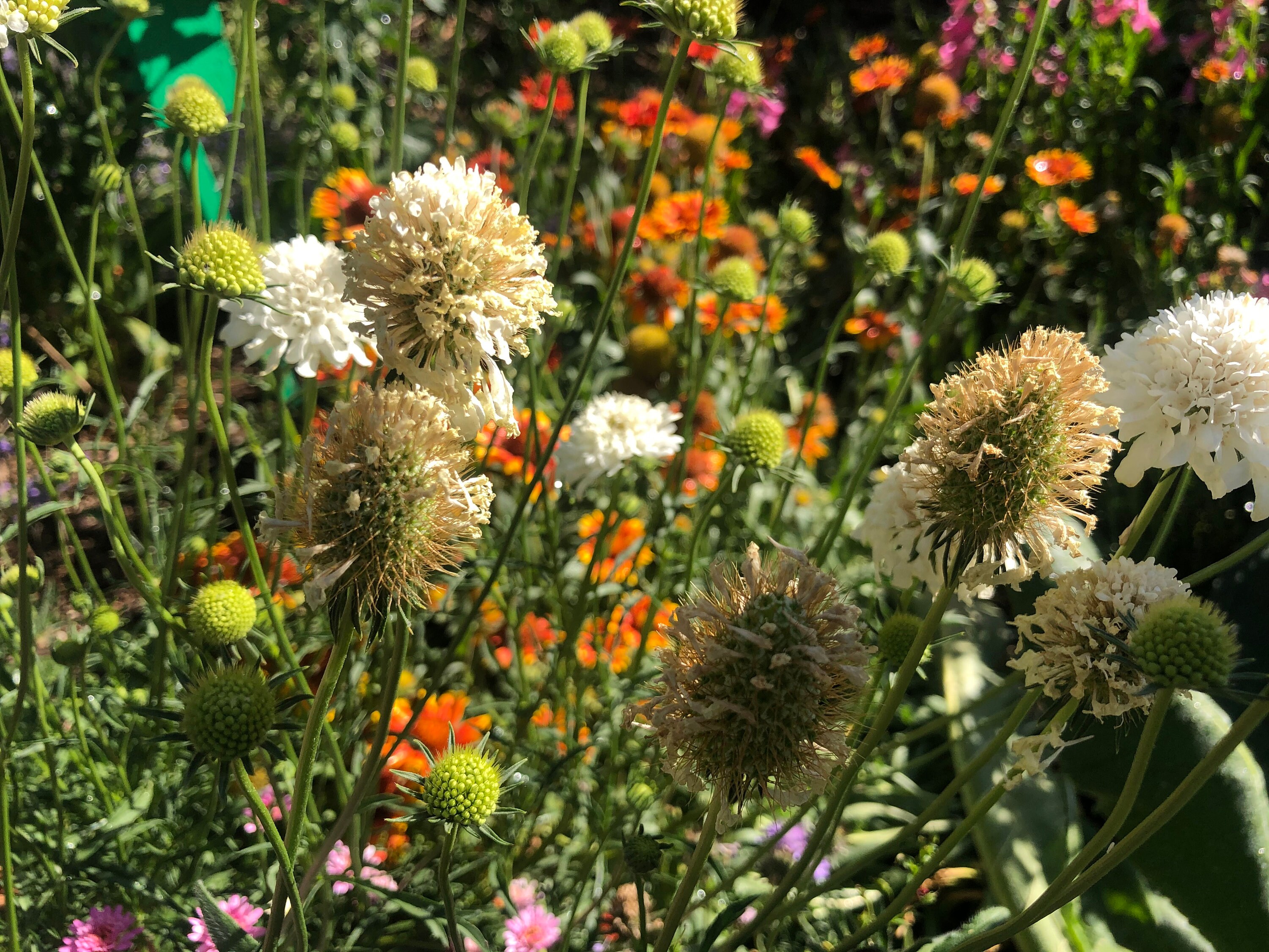Scabiosa Atropurpurea ‘snowmaiden’ Perennial Flower Starter Plant - Etsy