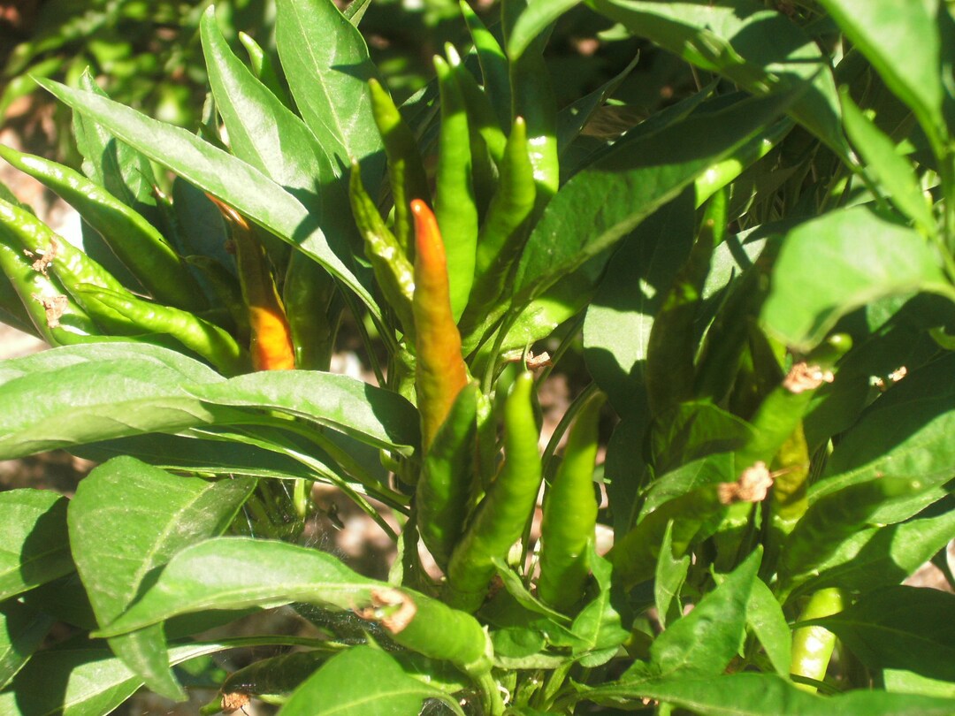 Thai Dragon Pepper Seeds 辣椒 - 10 Seeds - Etsy