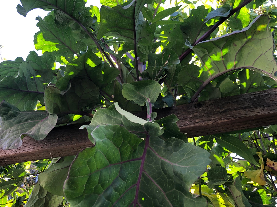 Purple Tree Collard Seeds 50 Seeds - Etsy