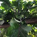 Purple Tree Collard Seeds - 50 Seeds - Etsy