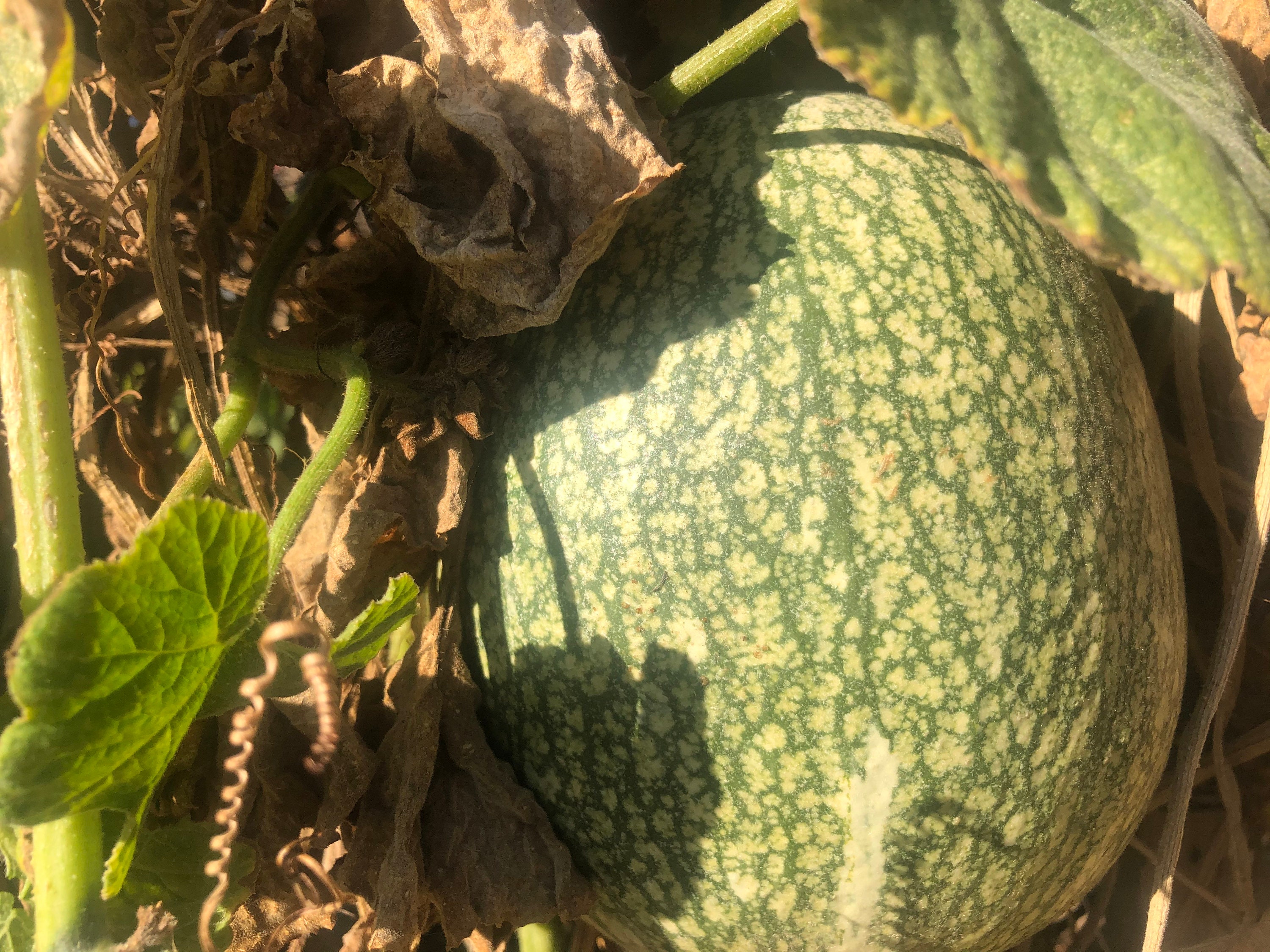 Chilacayote Fig-leaf Squash 魚翅瓜 10 Seeds | Etsy