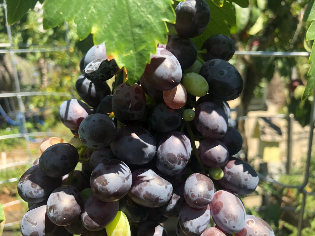 1 Starter Plant of Autumn Royal Grape Vine ** Pre-order, Ship After ...