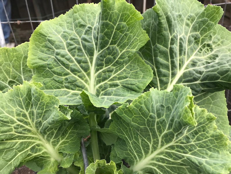 Carolina Yellow Cabbage Collard Seeds - 50 Seeds - Etsy