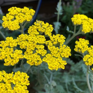 1 Starter Plant of Moonshine Yarrow Achillea X 'moonshine' - Etsy