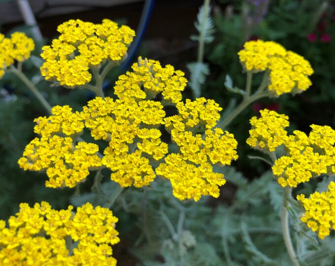 1 Starter Plant of Moonshine Yarrow Achillea X 'moonshine' - Etsy