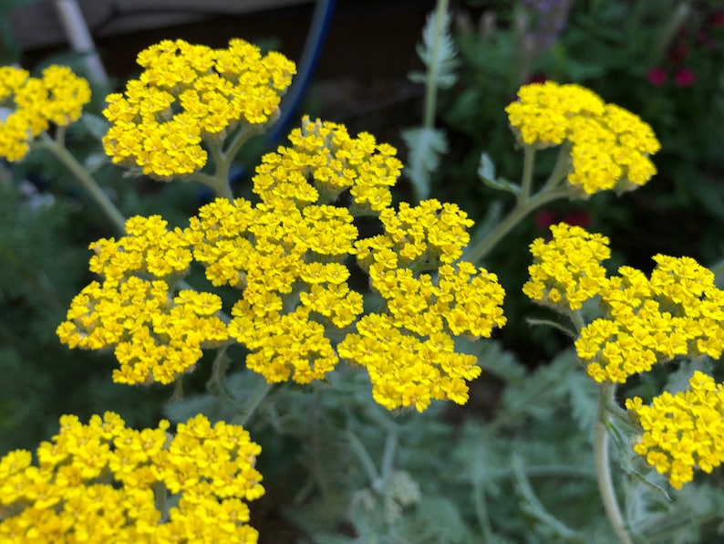 1 Starter Plant of Moonshine Yarrow Achillea X 'moonshine' - Etsy