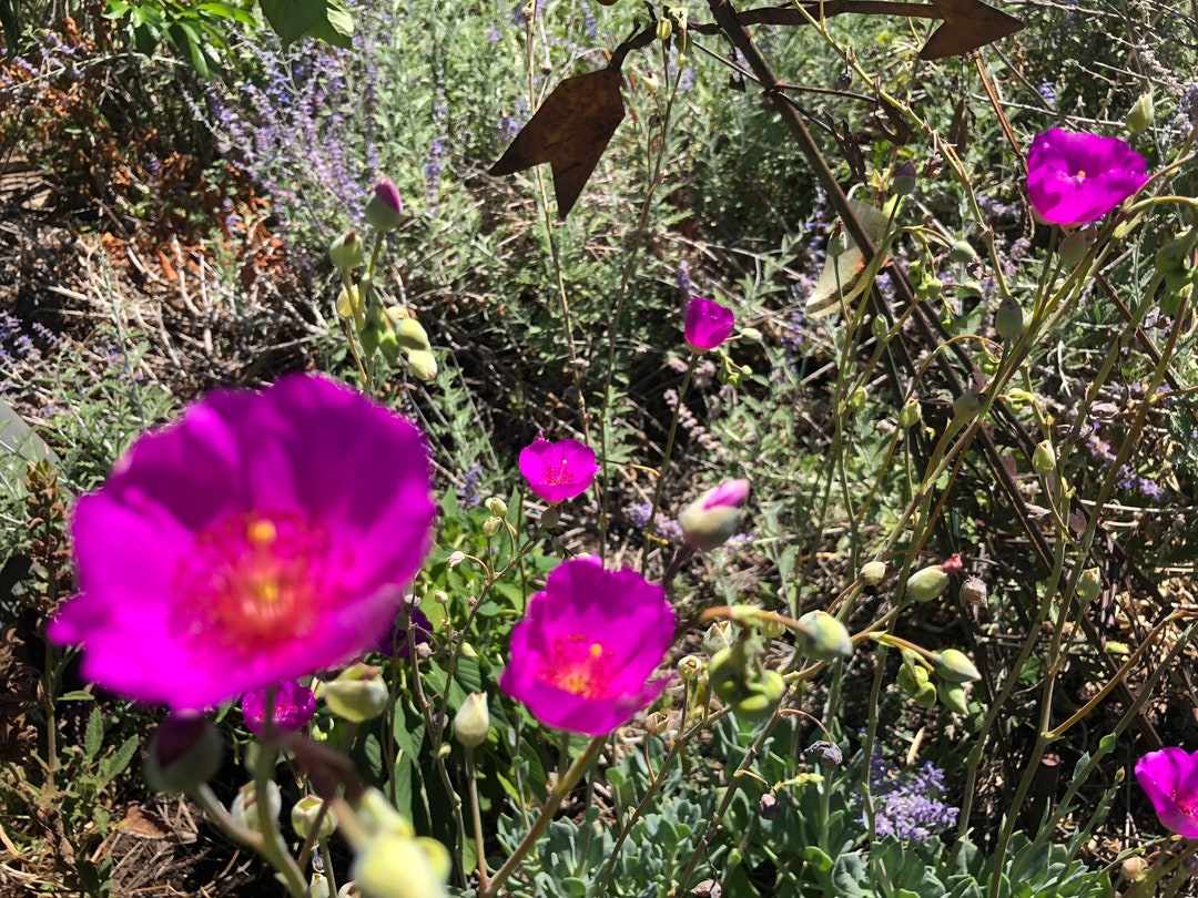 Rock Purslane Shining Pink Calandrinia Spectabilis Perennial Flower - Etsy