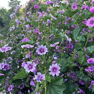 Zebra Mallow Malva Sylvestris 'zebrina' Perennial Flower - Etsy