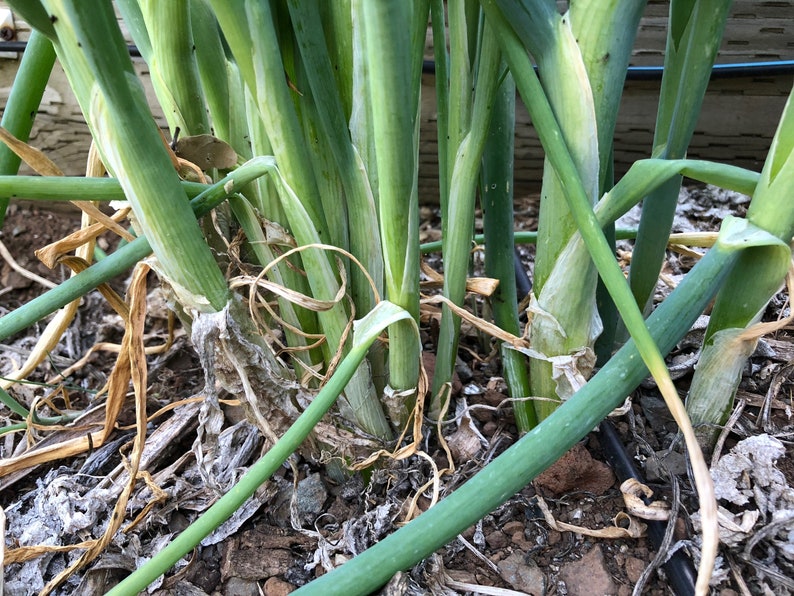 Dae-pa Korean Large Green Onion Seeds 韓國大蔥 - 100 Seeds - Etsy