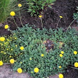 1 Starter Plant of Cotula Lineariloba 'big Yellow Moon' - Etsy