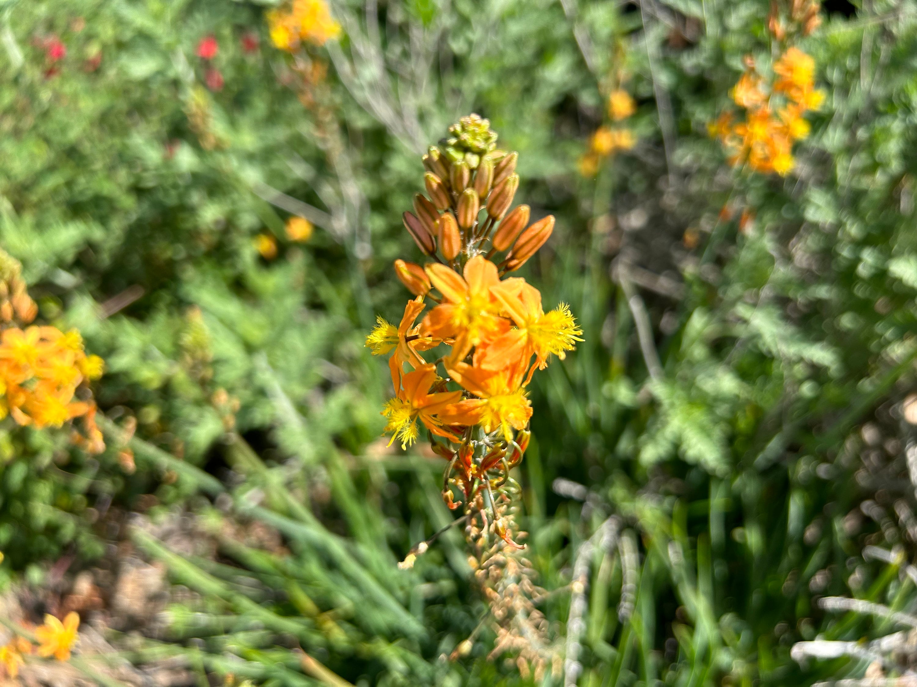 Bulbine Frutescens Orange Perennial Flower - Etsy