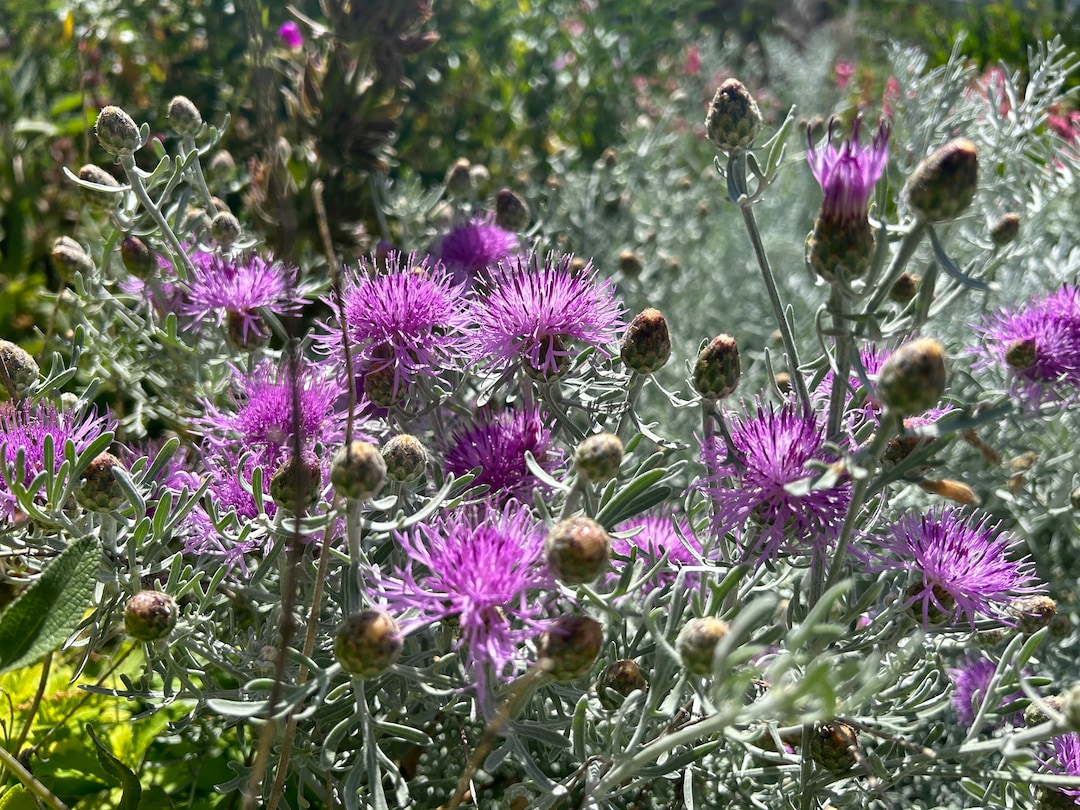 1 Starter Plant of Centaurea Gymnocarpa Velvet Centaurea Perennial ...