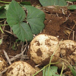 Jicama Pachyrhizus Erosus 豆薯,沙薯 - 20 Seeds - Etsy