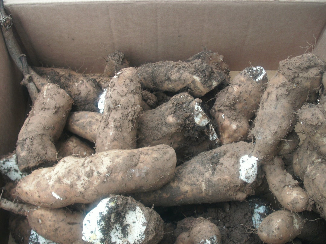 1 Starter Plant of Perennial Mountain Yam Nagaimo - Etsy