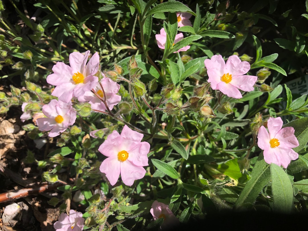 Grayswood Pink Rock Rose Cistus - Etsy