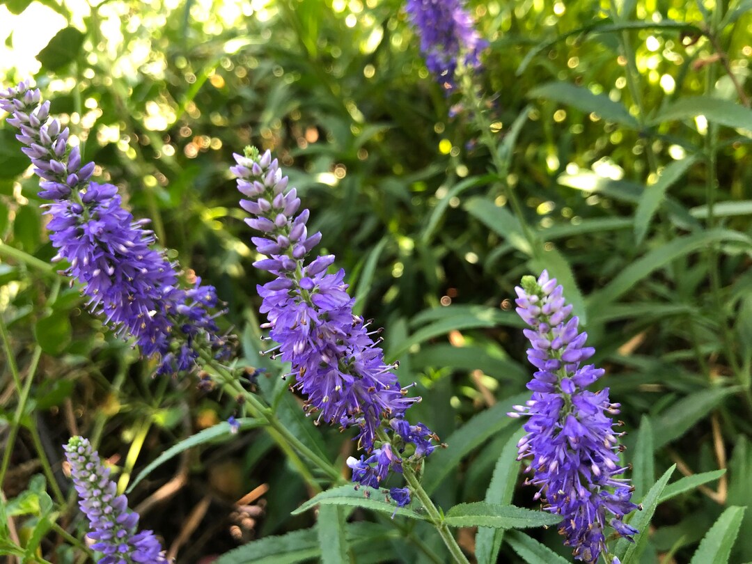 1 Starter Plant of Veronica Speedwell Hocus Pocus Perennial Flower - Etsy