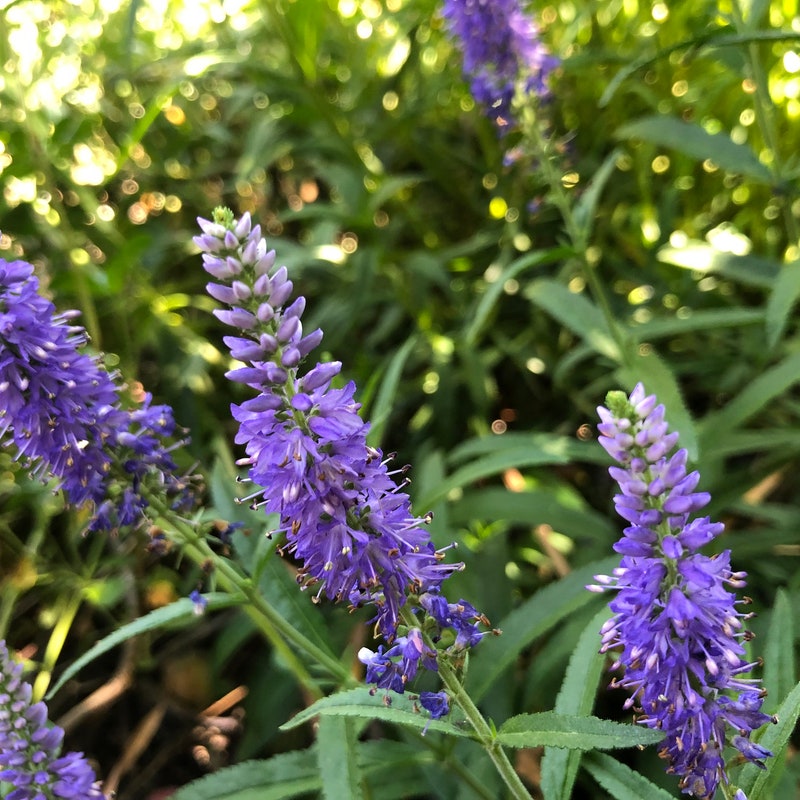 Veronica Plant - Etsy