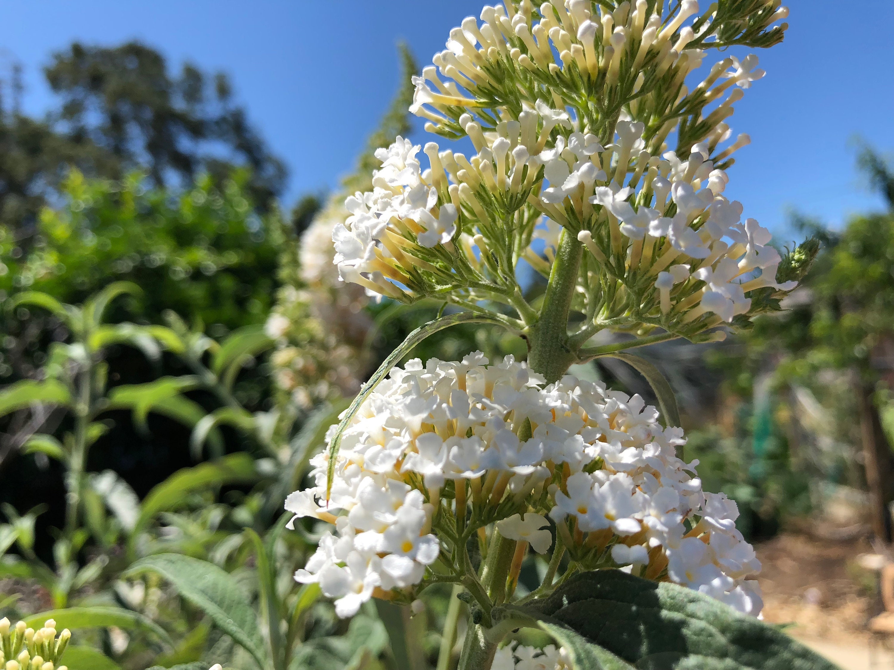 Buddleja, Butterfly Bush Davidii White Profusion Perennial Flower - Etsy