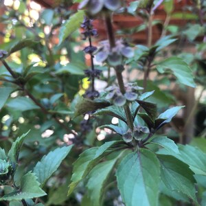 1 Plant of Perennial Basil Herbalea Wild Magic 10 Inch Starters ...