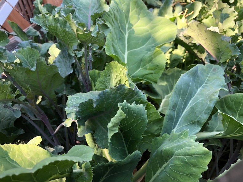 Purple Tree Collard Seeds - 50 Seeds - Etsy