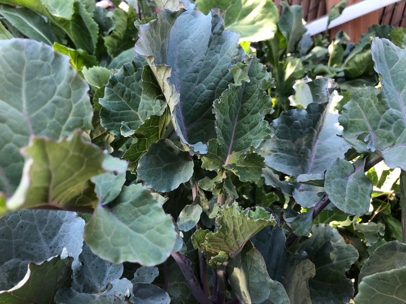 1 Starter Plant of Rooted Perennial Purple Tree Collard - Etsy