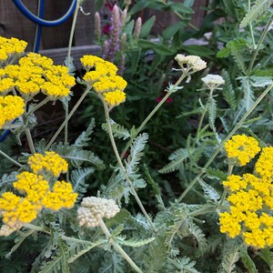 1 Starter Plant of Moonshine Yarrow Achillea X 'moonshine' - Etsy