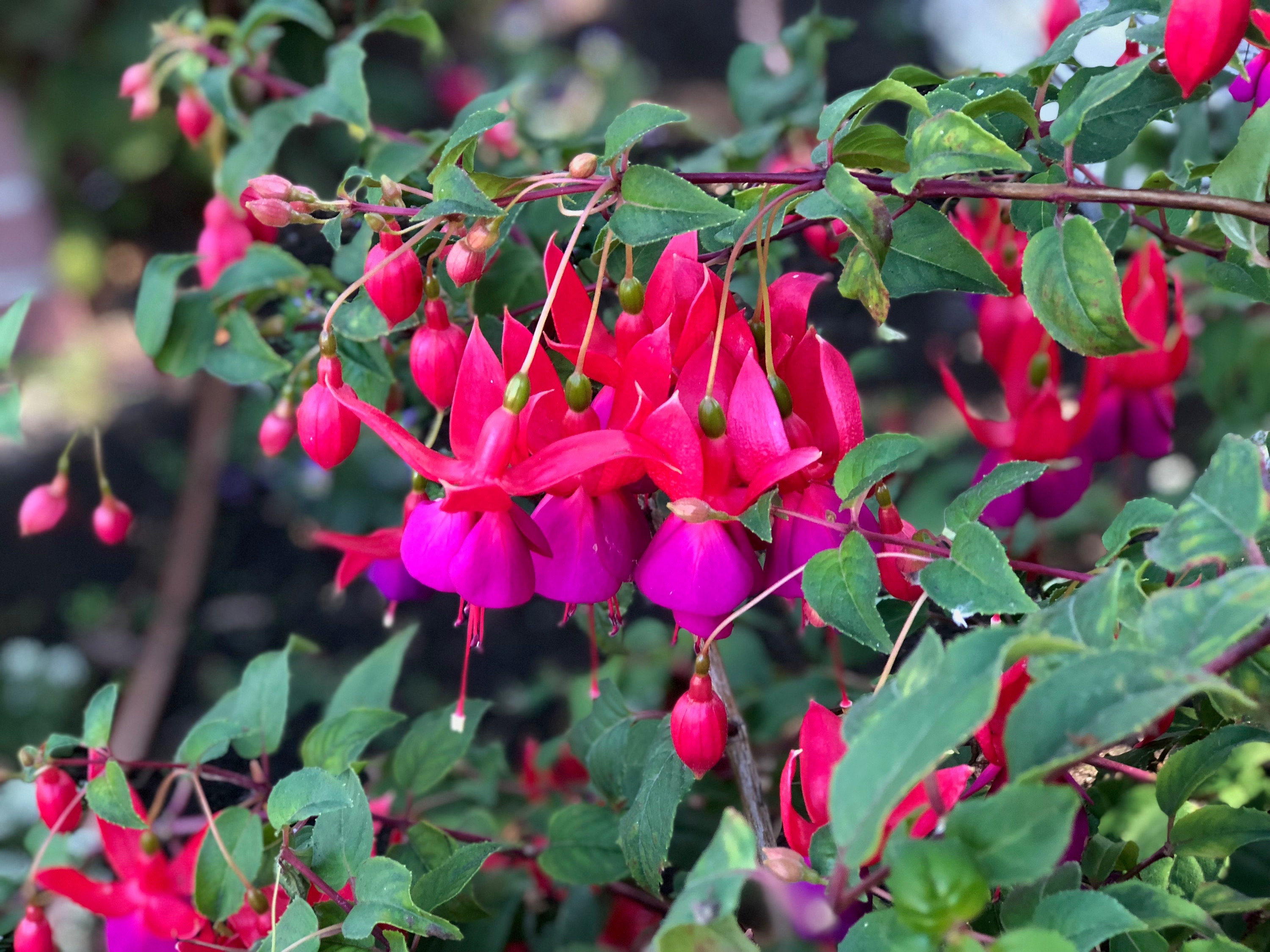 1 Starter Plant of Fuchsia Dark Eye Perennial Flower ** Made To/pre ...