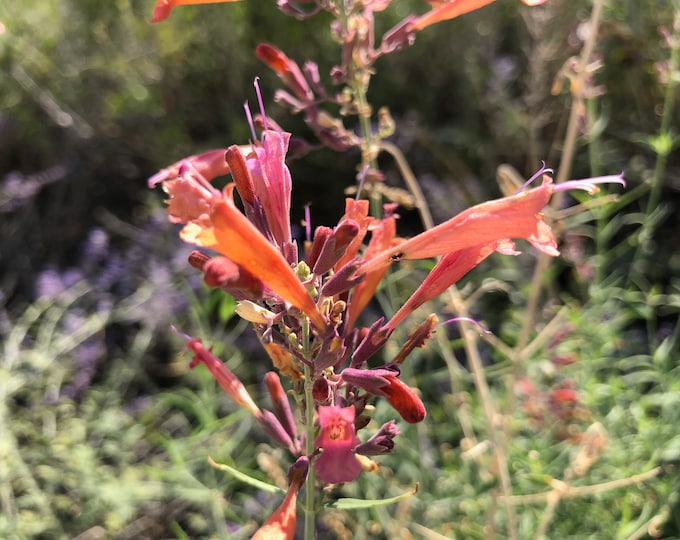 Agastache Rupestris Sunset Hyssop Perennial Flower - Etsy
