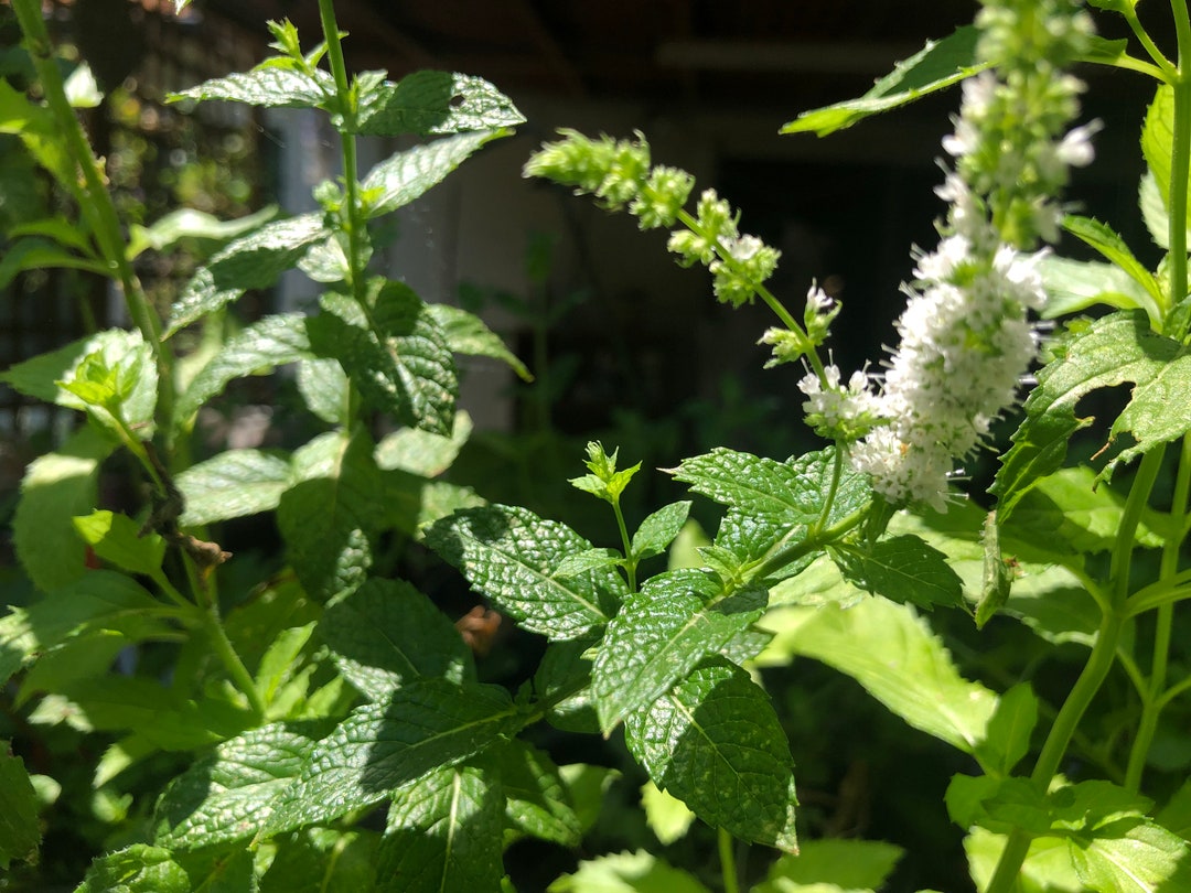 1 Starter Plant of Perennial Herb Moroccan Mint (mentha Spicata Var ...