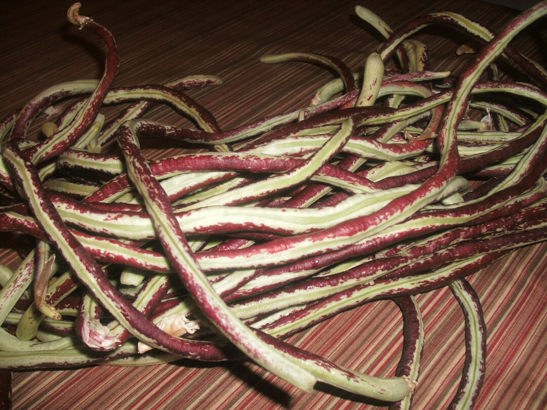Taiwan Purple Yard Long Bean Seeds 豇豆- 20 Seeds - Etsy