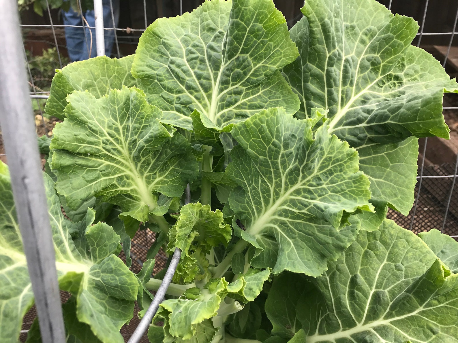 Carolina Yellow Cabbage Collard Seeds - 50 Seeds - Etsy