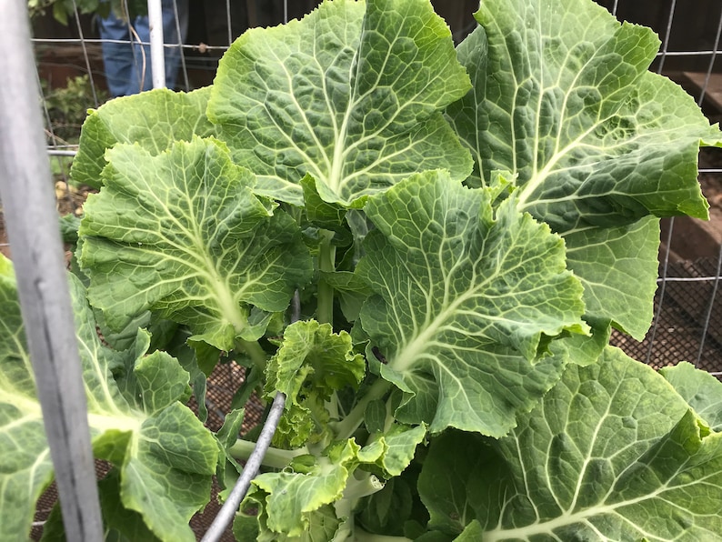 Carolina Yellow Cabbage Collard Seeds - 50 Seeds - Etsy