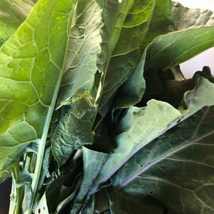 Carolina Yellow Cabbage Collard Seeds - 50 Seeds - Etsy
