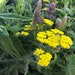 1 Starter Plant of Moonshine Yarrow Achillea X 'moonshine' - Etsy