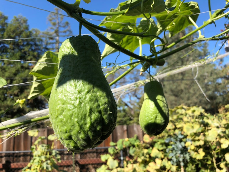 1 Perennial Chayote Squash Seed/plant (soft Prickly/smooth) - Sprouted ...