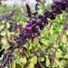 1 Plant of Perennial Basil Herbalea Wild Magic 10 Inch Starters ...