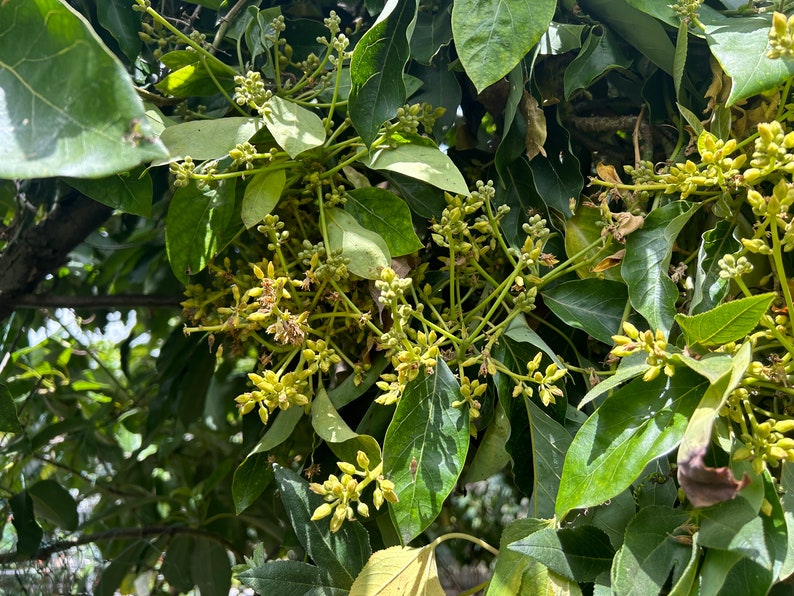 1 Starter Tree of Hass Avocado - Etsy