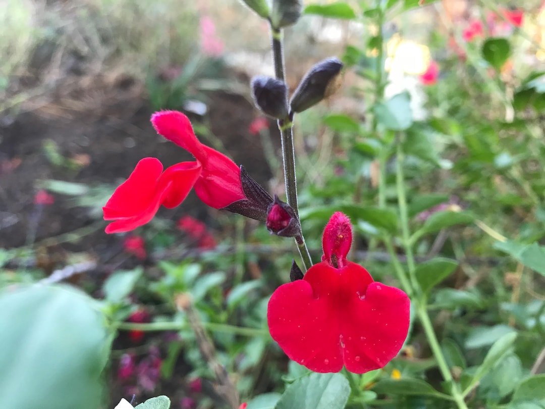 1 Starter Plant of Salvia Greggii Red Swing - Etsy