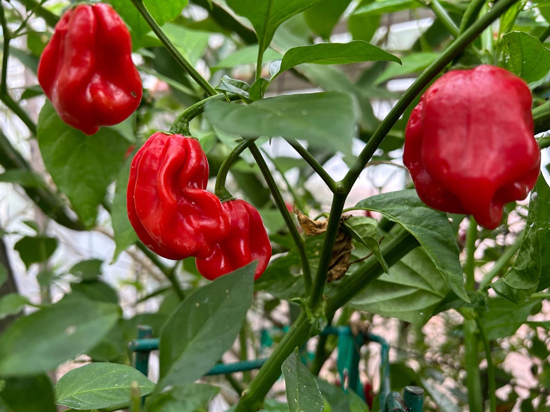 Congo Red Pepper Pepper Seeds 辣椒 - 10 Seeds - Etsy