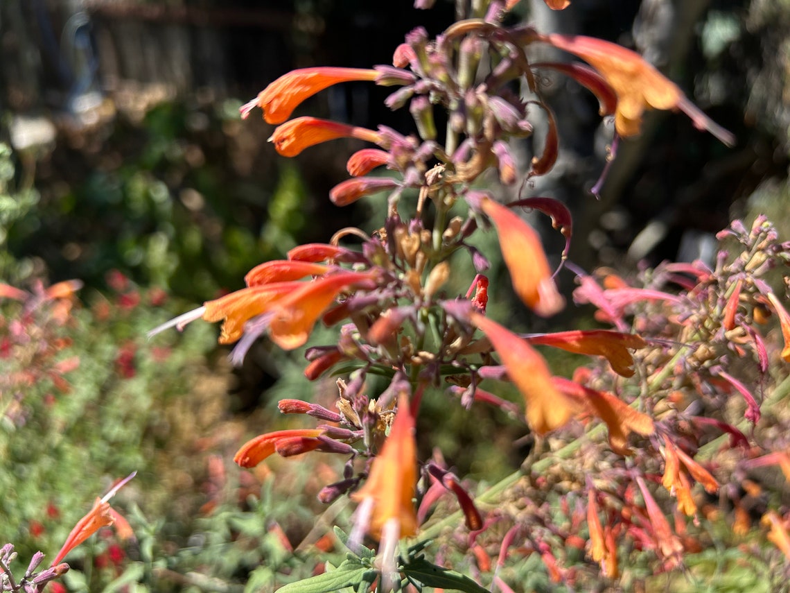Agastache Rupestris Sunset Hyssop Perennial Flower - Etsy