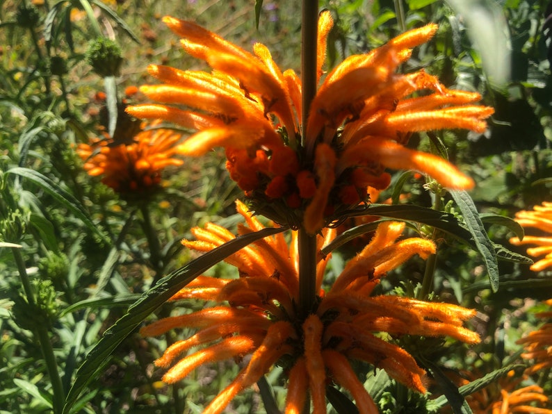 1 Starter Plant of Perennial Leonotis Leonurus Lion's Tail Perennial ...