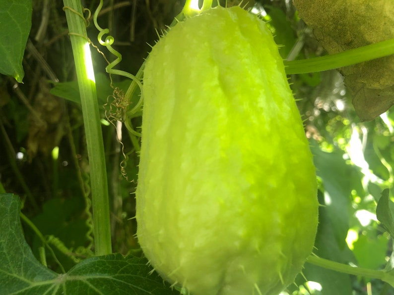 1 Perennial Chayote Squash Seed/plant (soft Prickly/smooth) - Sprouted ...