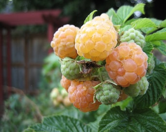 Fall Gold Raspberry Starter Plant Sweet Raspberries Yellow Berry Fruit ...