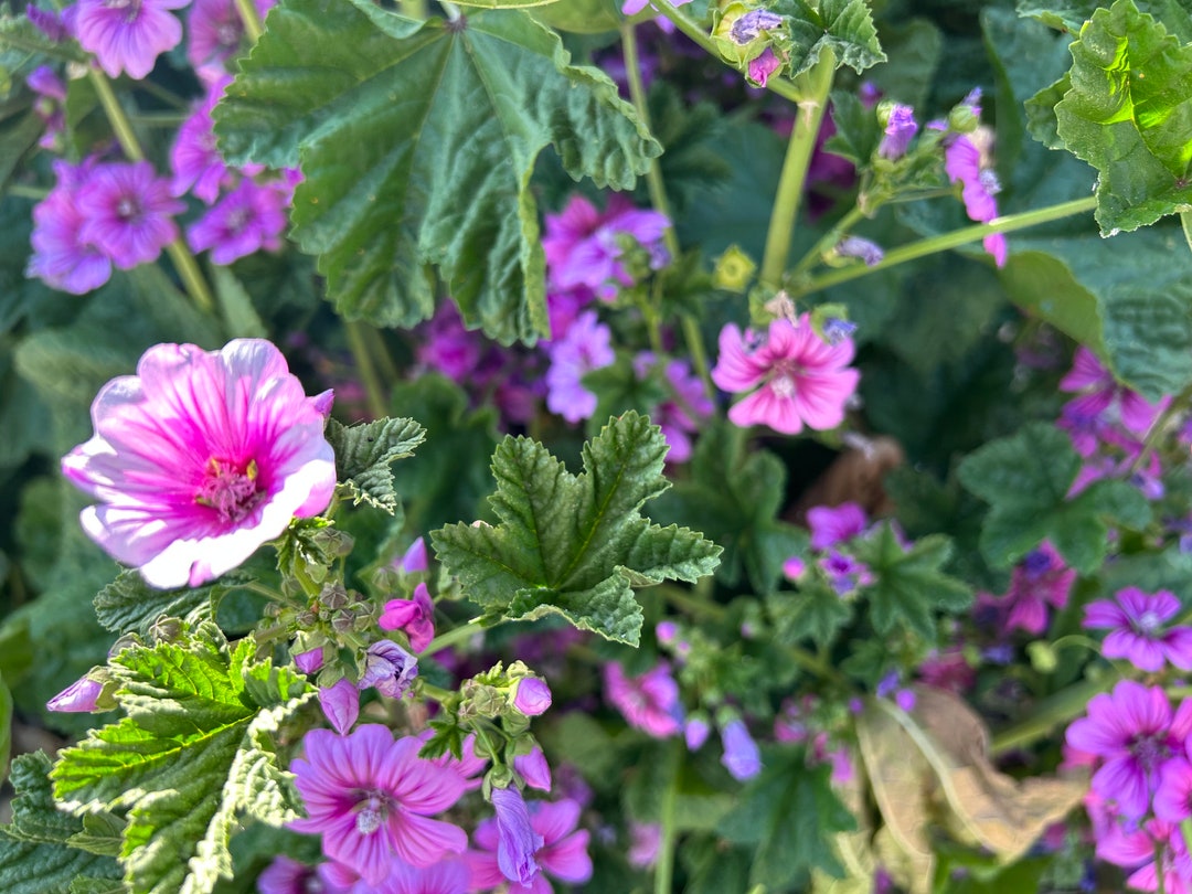 Zebra Mallow Malva Sylvestris 'zebrina' Perennial Flower - Etsy
