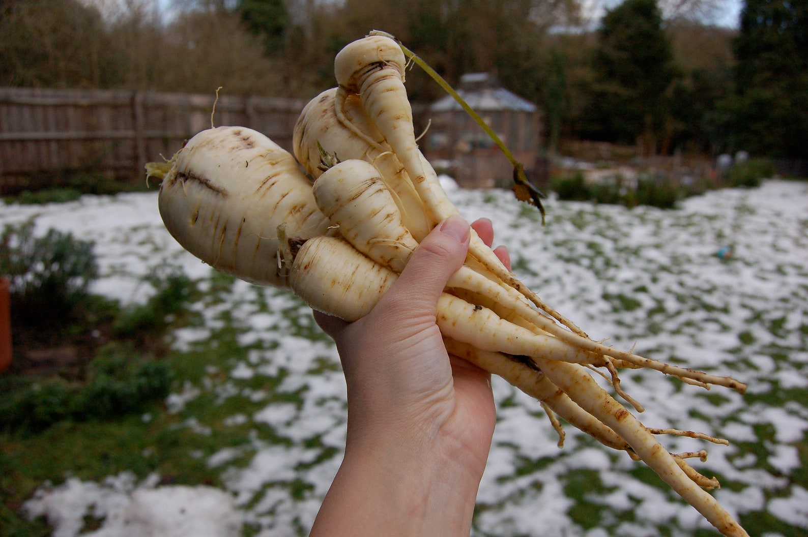 Parsnip Harris Early Model Seeds 歐洲防風草 - 200 Seeds - Etsy