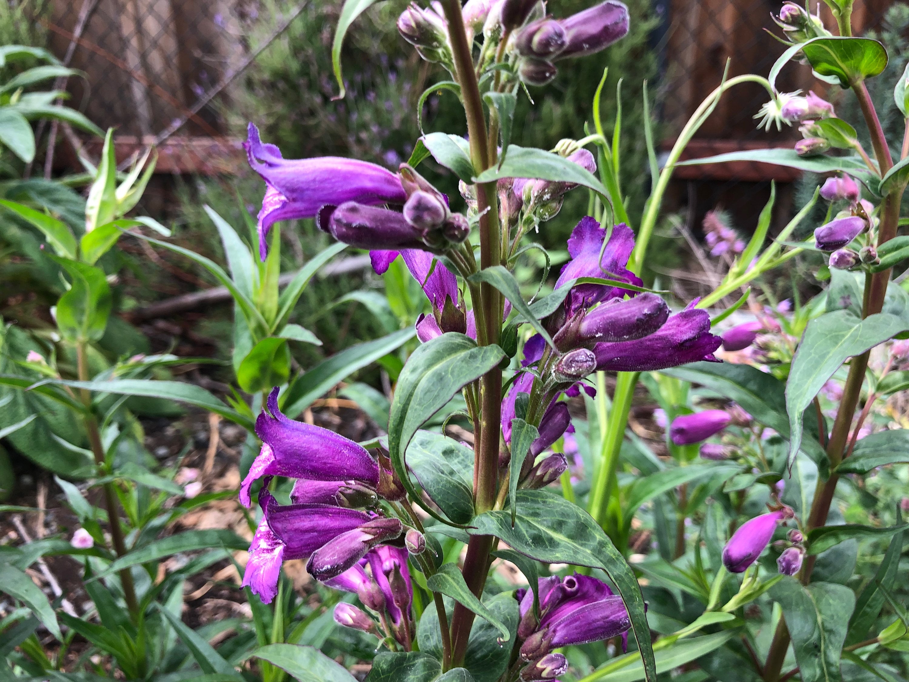 Penstemon Midnight Blue