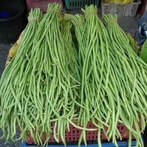 Rare Snake Yard Long Bean Seeds 豇豆 - 20 Seeds - Etsy