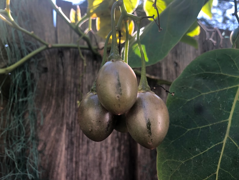 Tamarillo Tree Tomato 樹番茄 10 Seeds - Etsy