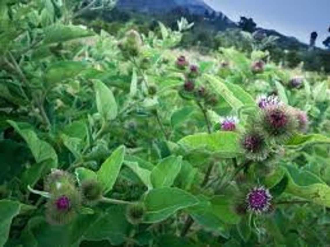 Burdock Arctium Lappa Seeds 牛蒡 - 100 Seeds - Etsy